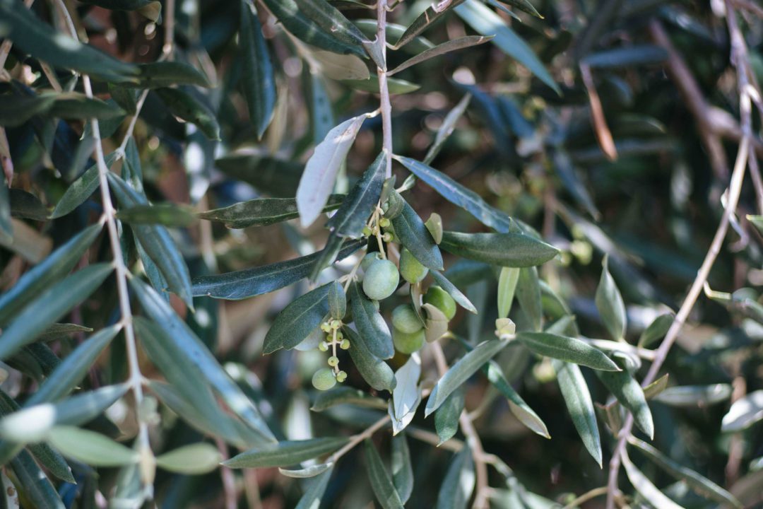 Napa Olive Harvest Celebration - The Taste Edit