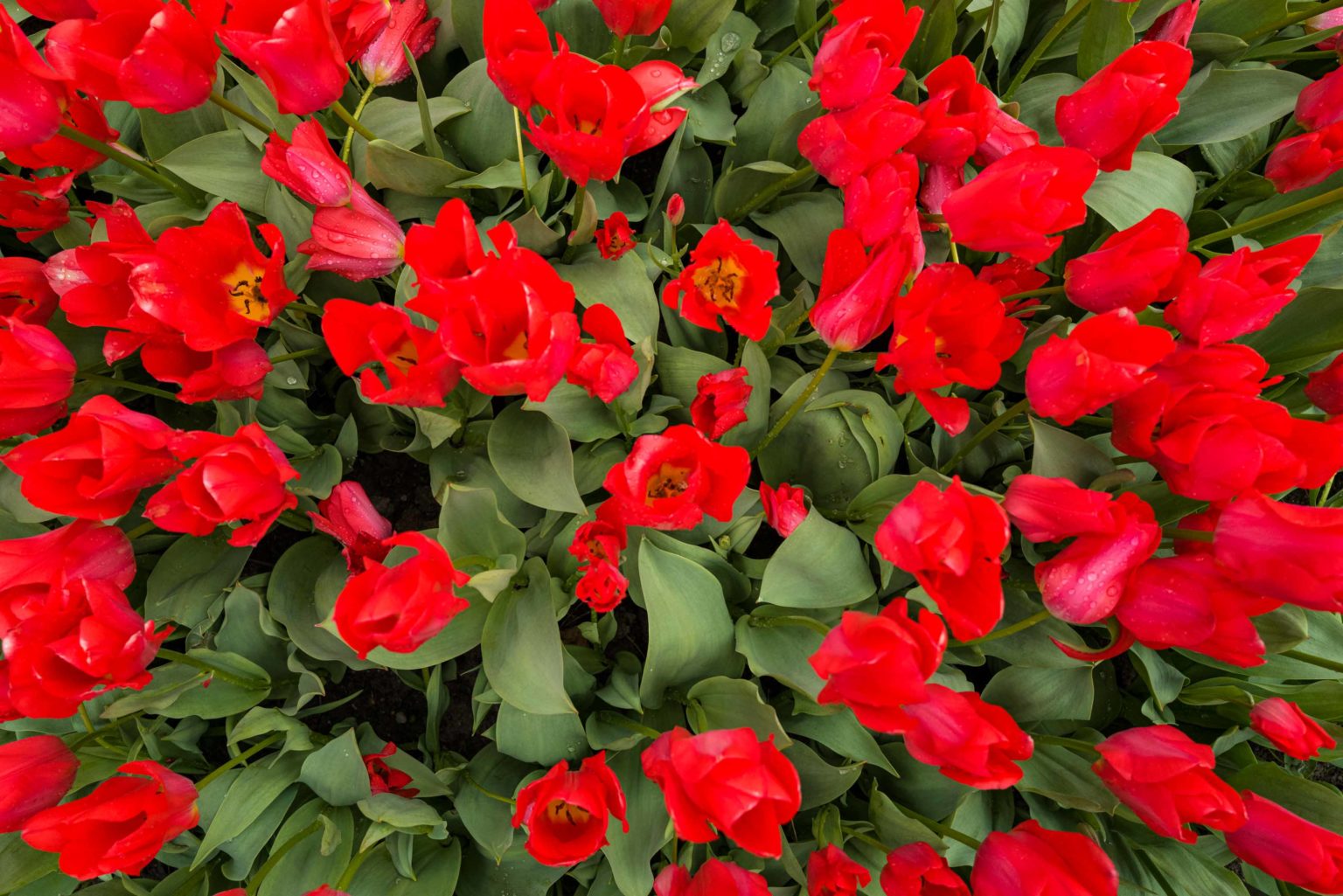 Spring at the Morges Tulip Festival - The Taste Edit