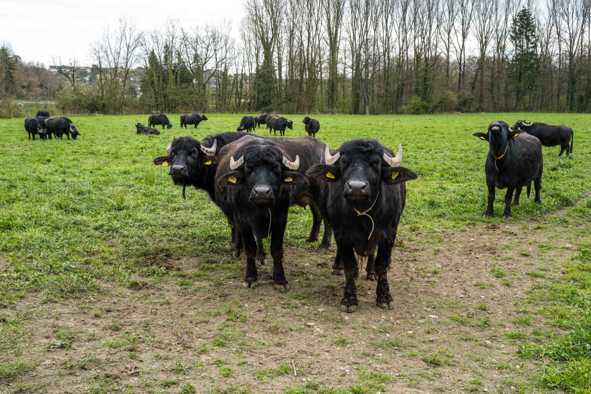 Buffalo Farm in Vaud: Ferme du Moulin d’Amour - The Taste Edit
