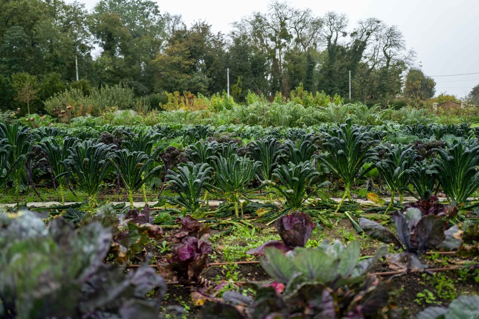 A Cozy Evening at Le Doyenné: Farm-to-Table Dining Near Paris - The ...